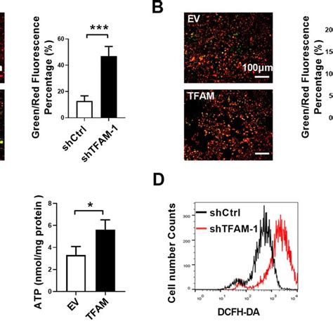 Tfam Deficiency Induces Mitochondrial Dysfunction Of Escc Cells A B