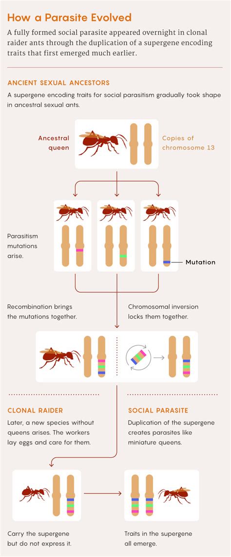 A Mutation Turned Ants Into Parasites In One Generation Quanta Magazine