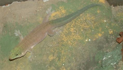 Phelsuma Standingi Définition Et Explications