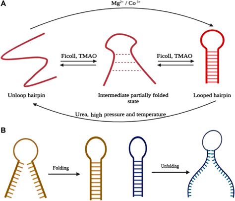 Double Hairpin Dna At Amelie Woolley Blog