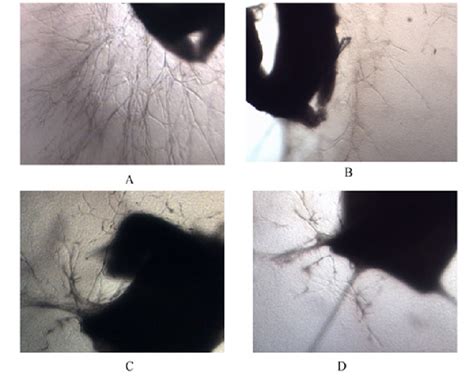Inverted Micrographs Showing Vessel Outgrowth Raised From The Rat Aorta