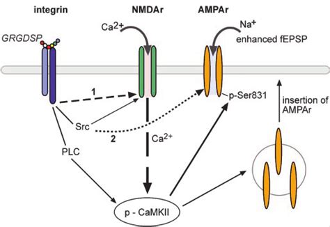 Schematic Illustration Of Signaling Pathways Likely To Underlie Download Scientific Diagram