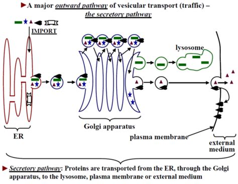 Lecture 9 Protein Sorting To Organelles 2 Secretory Pathway Flashcards Quizlet