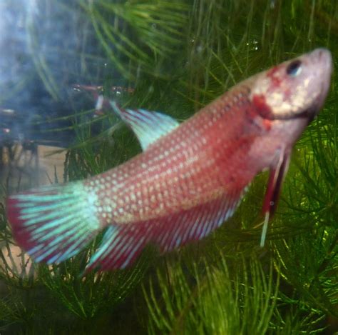 Identification Type Betta
