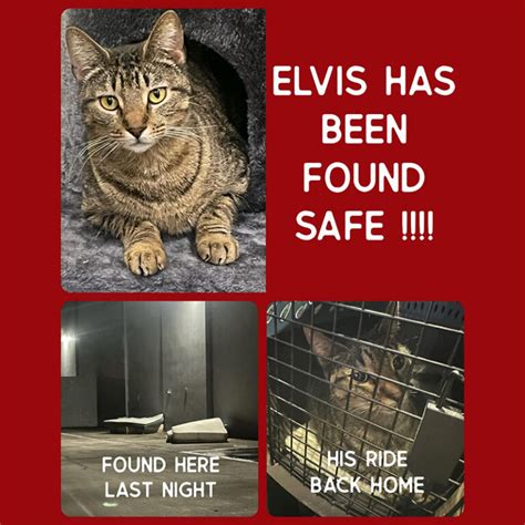 Elvis Has Been Officially Spotted The Cat King Returns Home