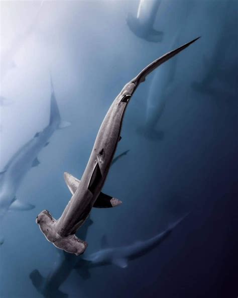 Hammerhead Shark Wallpaper Hd Hammerhead Shark Birds Eye View Marine