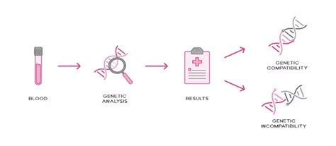The Importance Of Genetic Compatibility In The Selection Of An Egg