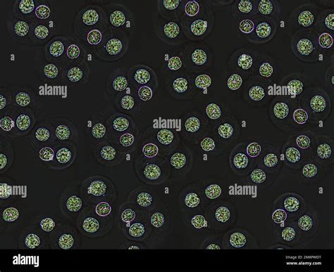 Green Cells Microscopic Particles Molecules Molecular Cell Close Up