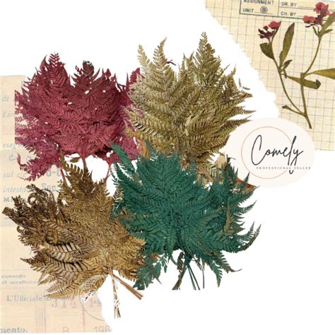 Jual Bunga Pakis Kering Bunga Kering Cantik Bunga Hiasan Aesthetic Shopee Indonesia