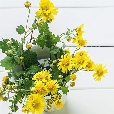 Corn Marigold Chrysanthemum Segetum Wildflower Seeds Croft Seeds