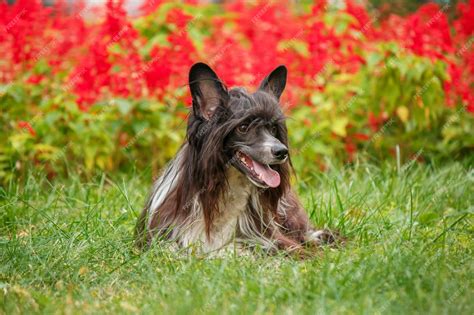Perro Crestado Chino De Pelo Largo En El Paseo Perro Peludo Perro De