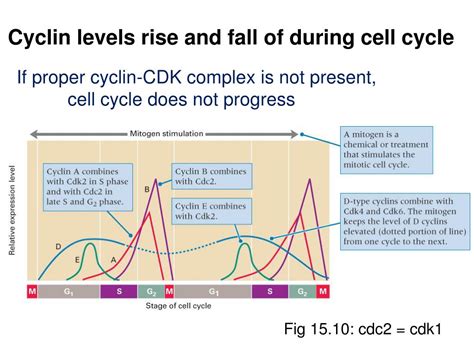 Ppt Chapt 15 Molecular Genetics Of Cell Cycle And Cancer Powerpoint