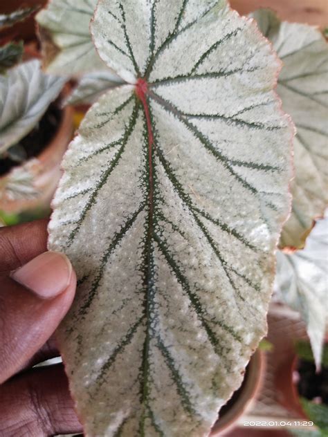 Garden Chronicles Of James David Cane Begonia Frosty Cane Begonia