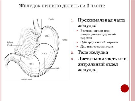 Рак желудка - презентация онлайн