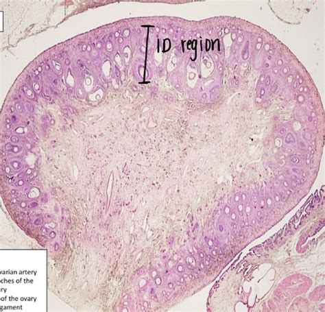 Female Lab Flashcards Quizlet Female Lab Flashcards Quizlet
