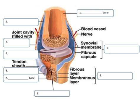 Synovial Joint Diagram Quizlet Synovial Joint Diagram Quizlet