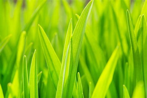 Free Photo Strands Of Grass