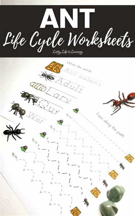 Ant Life Cycle Craft Story