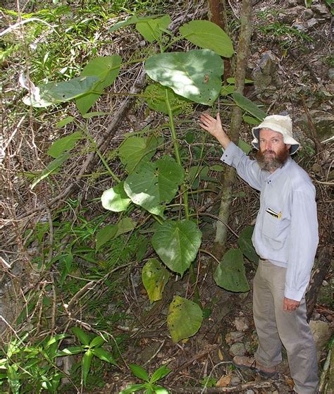 Dendrocnide Alchetron The Free Social Encyclopedia
