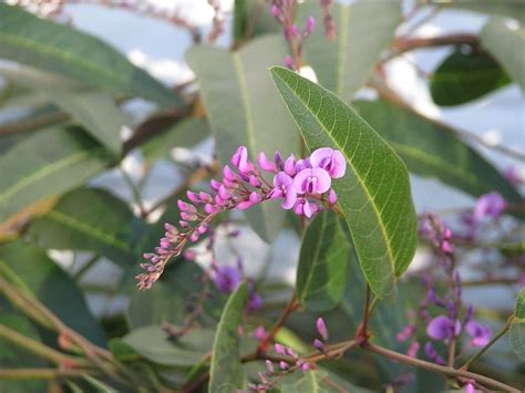 16 Pink Flowers For Your Garden Australian Guide Ultimate Backyard