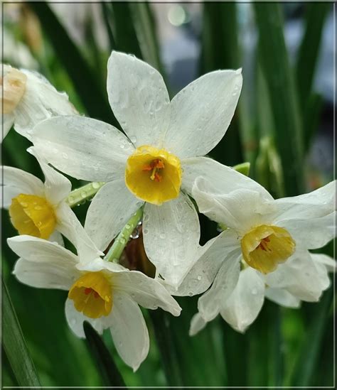 Mini Daffodil By Nemesis74s