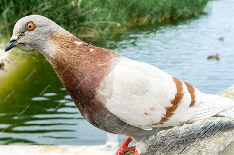 White And Brown Pigeon