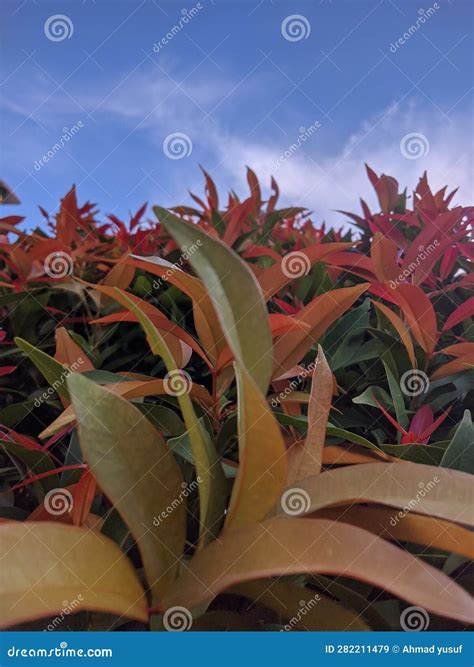 Abstract Bacround Of Leaves In Garden And Sky Stock Image Image Of