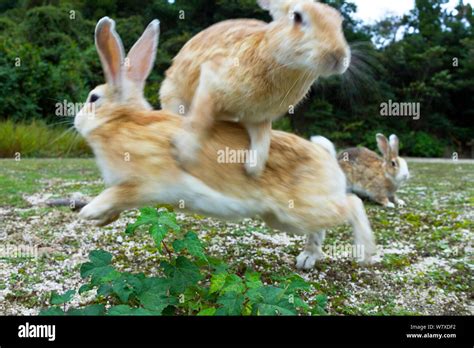 Leaping Rabbit Hi Res Stock Photography And Images Alamy