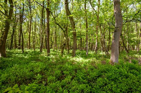 Oxford Principles For Net Zero Aligned Carbon Offsetting Carbon