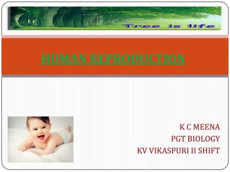 Female Reproductive System Slideshare Ppt Pregnancy Reproductive