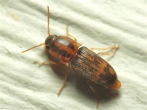 Conoderus Bellus Monocrepidius Bellus Bugguidenet Conoderus Bellus Monocrepidius Bellus Bugguidenet