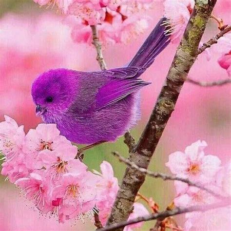 可爱的精灵，美醉了！人生