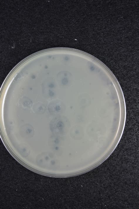 The Actinobacteriophage Database Phage Mcwe