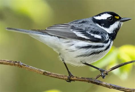 22 Black And White Birds In Montana Pictures And Identification