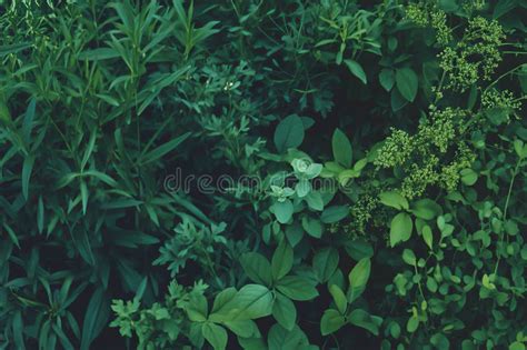 Mixed Green Meadow Texture Featuring Diverse Grass Types On A Dark