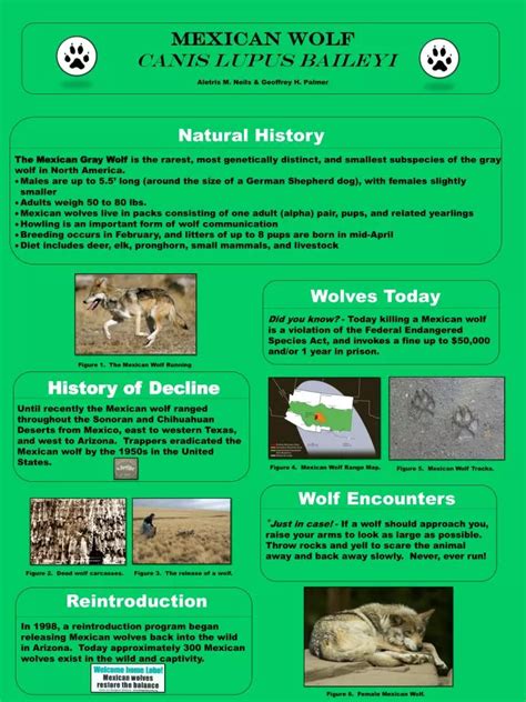 Ppt Mexican Wolf Canis Lupus Baileyi Aletris M Neils And Geoffrey H