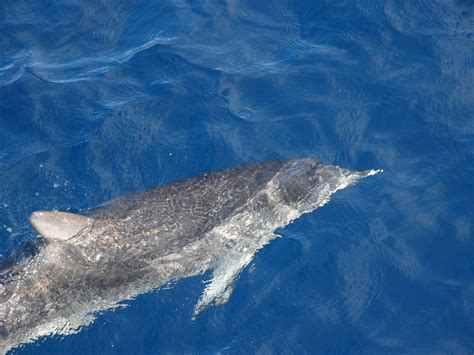 Pantropical Spotted Dolphin Stenella Attenuata Marine Life