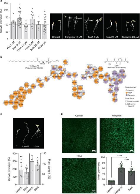 Amyloid Tasa And Fengycin Stimulate Radicle Development A Left Download Scientific Diagram