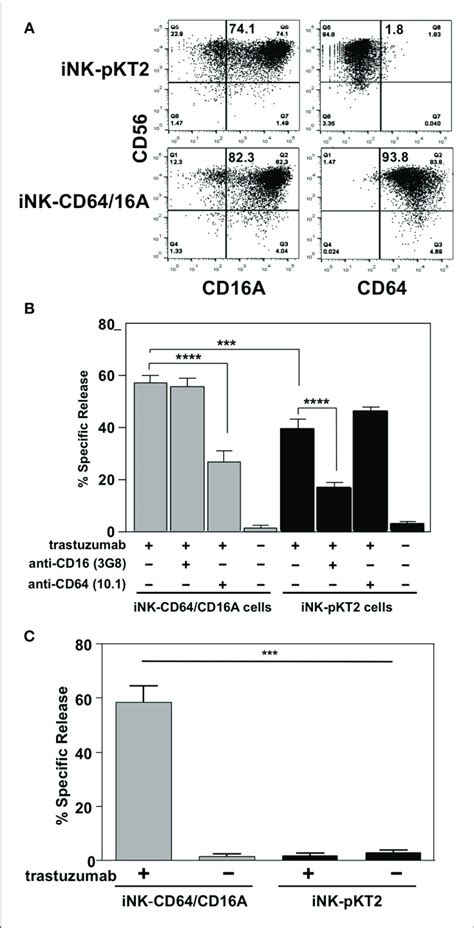 Ink Cd64 16a Cells Show Enhanced Adcc Compared To Ink Pkt2 Control Download Scientific