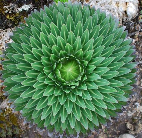 Rotational Symmetry In Nature