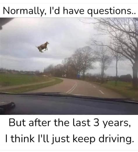 It Identifies As A Bird Album On Imgur