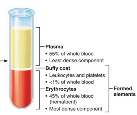 Bio 206 Exam 1 Chapter 17 Flashcards Quizlet