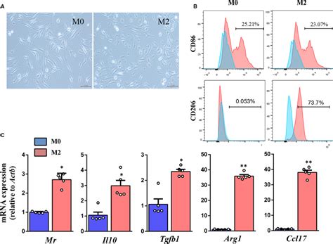 Isolation And Validation Of Mice Peritoneal Macrophages A Microscopic Download Scientific
