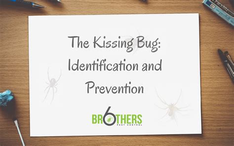 The Kissing Bug Identification And Prevention 6 Brothers Pest Control