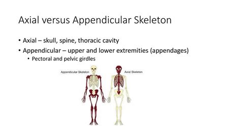Skeletal System Ppt Download