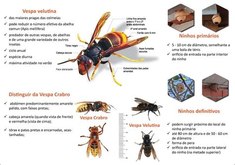 Vespa Asiática Cm Óbidos