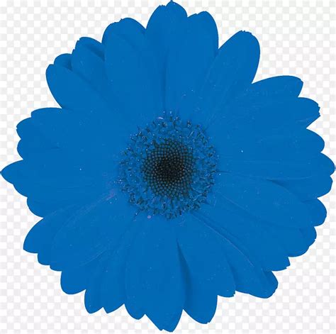 兰花菊蓝切花菊花png图片素材下载图片编号1571927 Png素材网