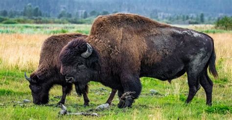 Exploring North Americas Largest Land Mammals A Z Animals