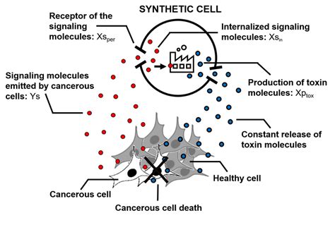 Graphical Representation Of The Simulated Scenario A Synthetic Cell Download Scientific