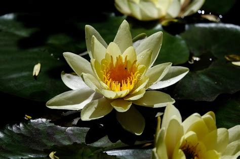 Beautiful Macro Photography Of A Flower In Sunlight Stock Image Image